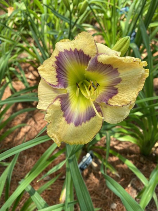 Duluth Daylily Co. - Buy Daylily Seedlings and Seeds Online, Daylily ...